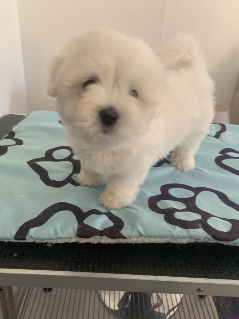 Accueil - Elevage Des Perles D'Arguin - eleveur de chiens Coton de Tulear